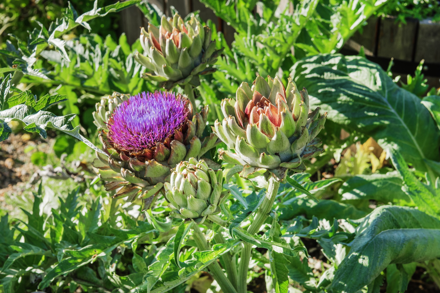 ALCACHOFA | Herbarium of Peruvian herbs and plants from the Andes and ...