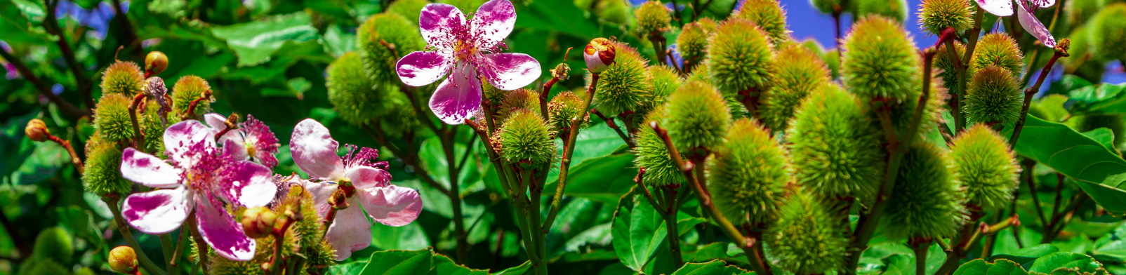 ACHIOTE | Herbarium of Peruvian herbs and plants from the Andes and the ...