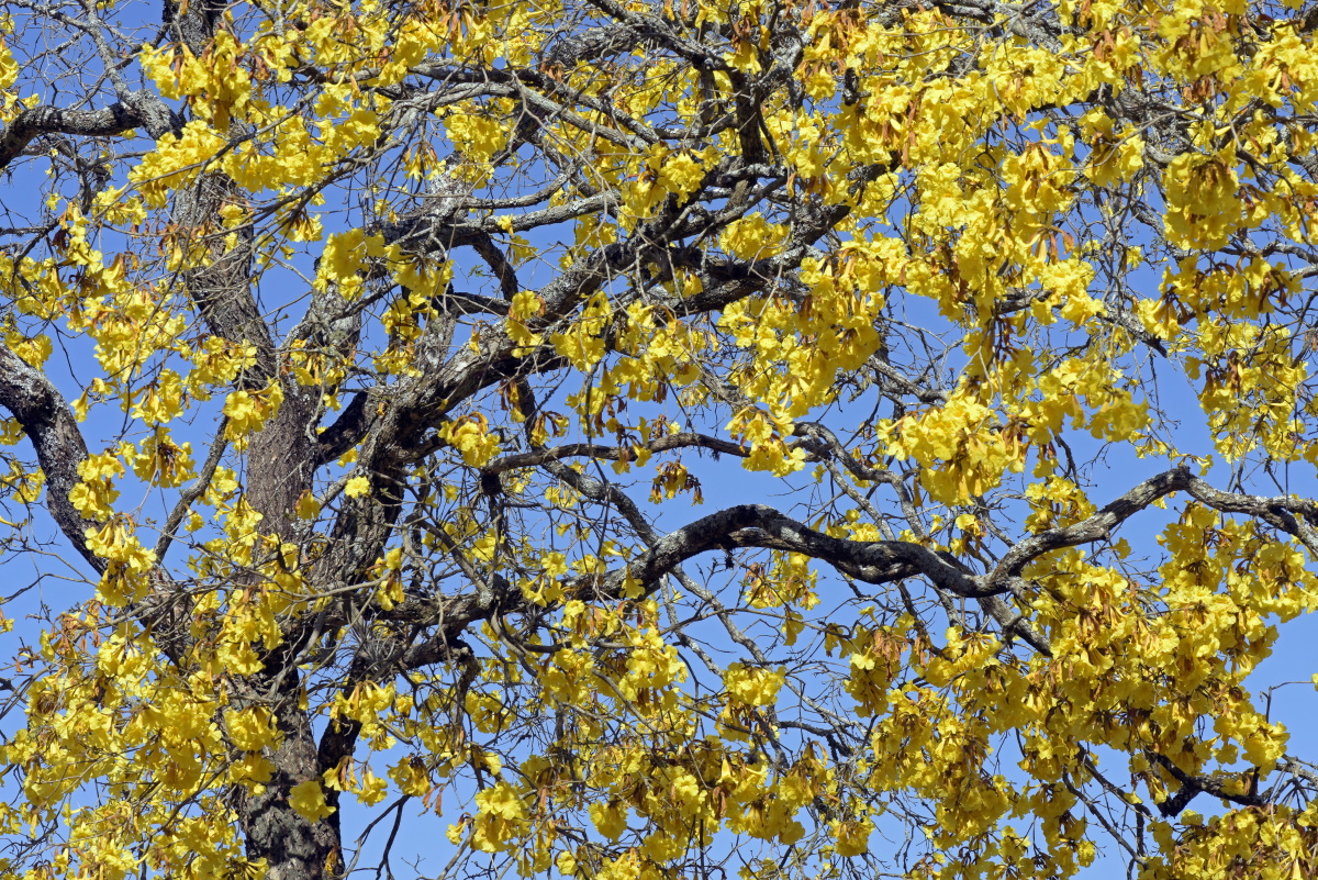 TAHUARI | Herbář peruánských bylin a rostlin z And a Amazonie